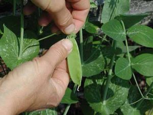 8 Best Crops You Can Plant In July And Still Get A Big Harvest – Page 2 ...