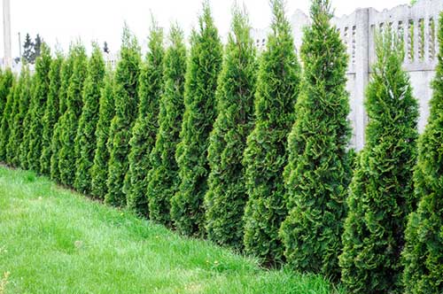 12 Beautiful Living Fences For Your Garden – Page 2 – DIY CREATED