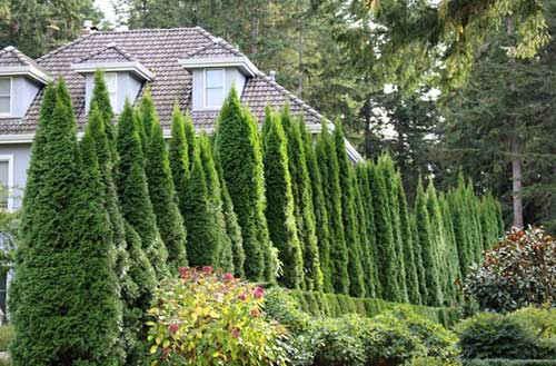 12 Beautiful Living Fences For Your Garden – Page 2 – DIY CREATED