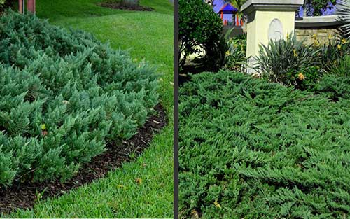 12 Beautiful Living Fences For Your Garden – Page 2 – DIY CREATED