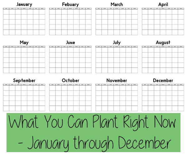 What You Can Plant Right Now – January through December – DIY CREATED