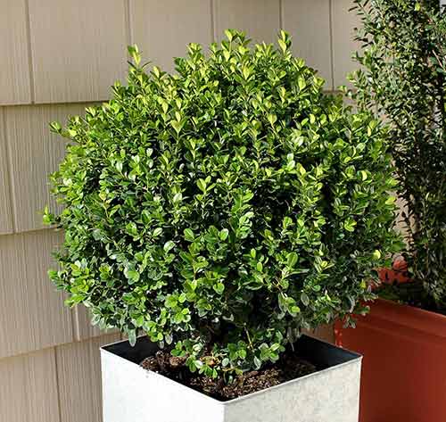 10 Best Shrubs for Containers – DIY CREATED
