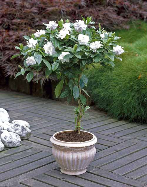 10 Best Shrubs for Containers – DIY CREATED