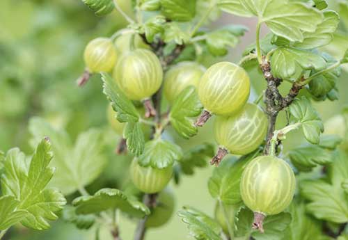 10 Best Shrubs for Containers – DIY CREATED