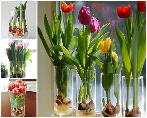 How To Force Spring Bulbs to Grow Indoors – DIY CREATED