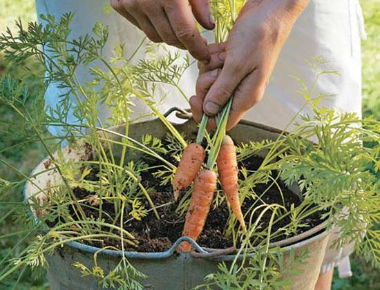 10 Vegetables that YOU Can Easily Grow in Containers – Page 2 – DIY CREATED
